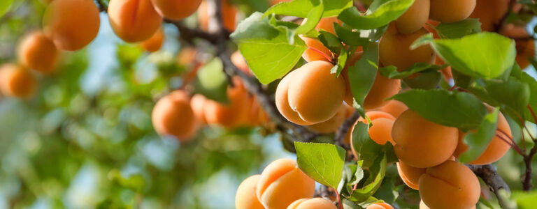 Prodotti biologici Carrefour BIO: offerte e prezzi | Carrefour